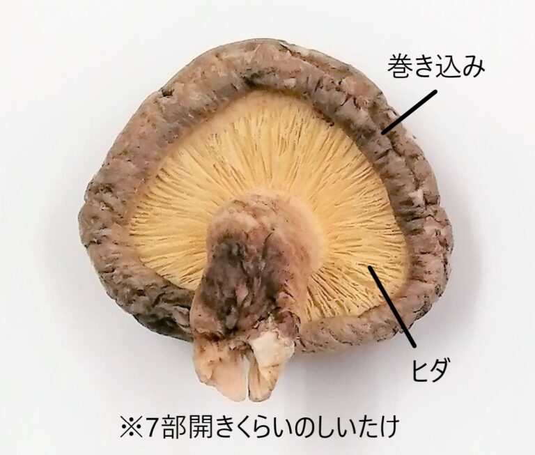 どんこ冬菇 と、こうしん香信 の違いとは？どちらがおいしいの？しいたけの種類について解説します！（ニュース＆ブログ） 原木しいたけ